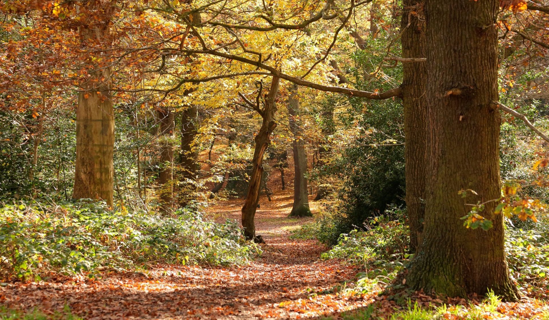 The Best Woodland Walks in London