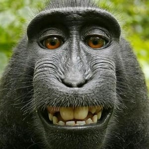 Contact Monkey hub - Creator and Influencer