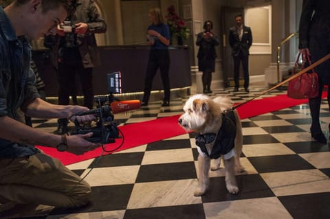 Win VIP Tickets to The Mayhew Animal Home's ‘Tinsel & Tails’ Ball ...