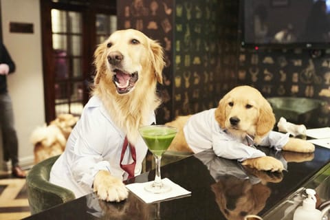 Dog Menus | Howl With Happiness At 10 Of London's Best Doggy Menus