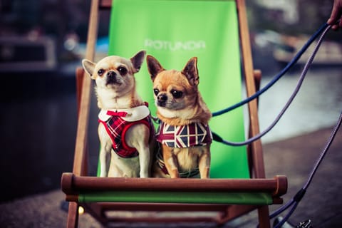 Dog Menus | Howl With Happiness At 10 Of London's Best Doggy Menus