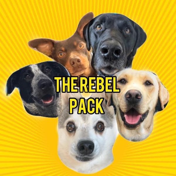 Contact K9 Lando and The Rebel Pack - Creator and Influencer