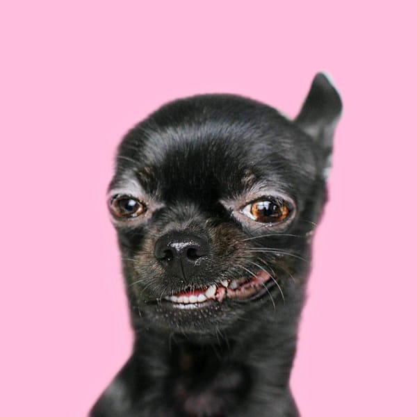 Contact Juli and Dogs - Creator and Influencer